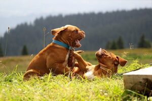 Dog Dominance Behavior – How To Recognize Dominant Behavior In Dogs ...